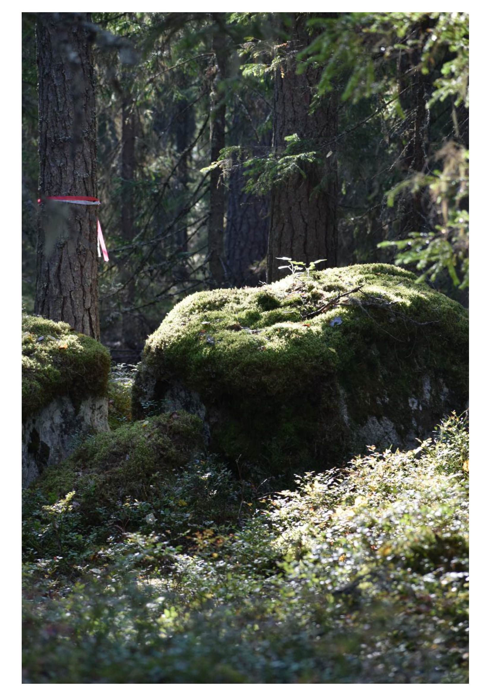 Woc2025 – World Orienteering Championships 2025 Kuopio Finland